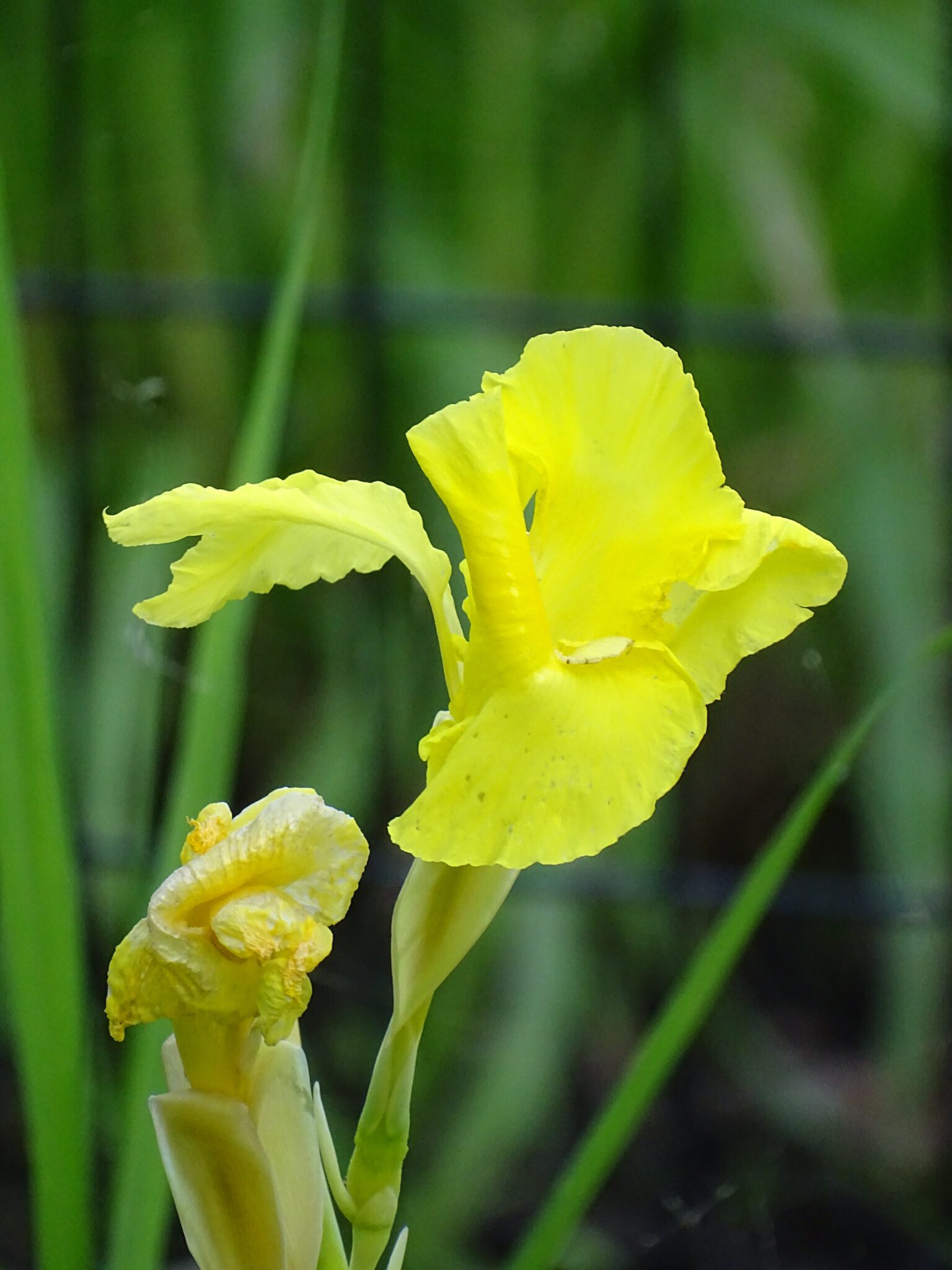 Canna flaccida Golden Canna | Florabundance Gardens