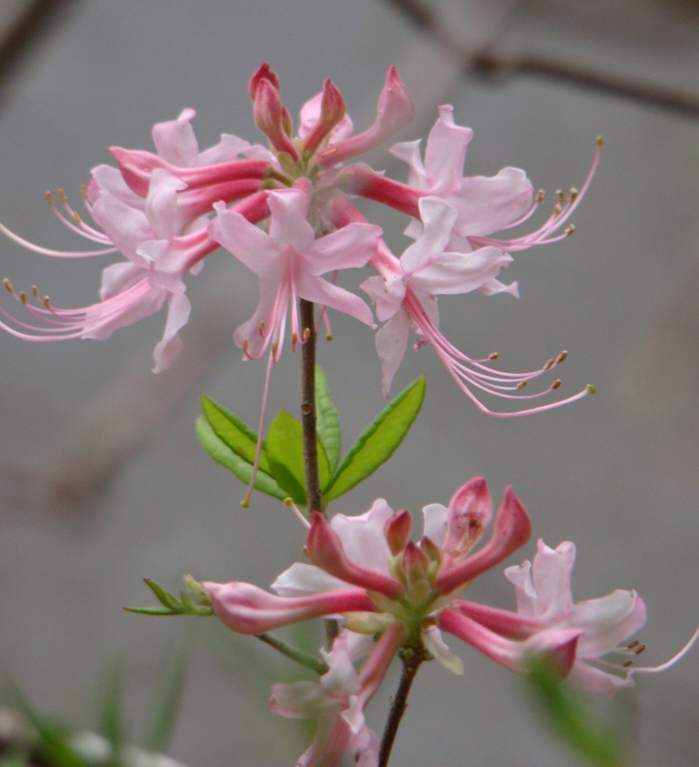 Rhododendron canescens Piedmont Azalea | Florabundance Gardens