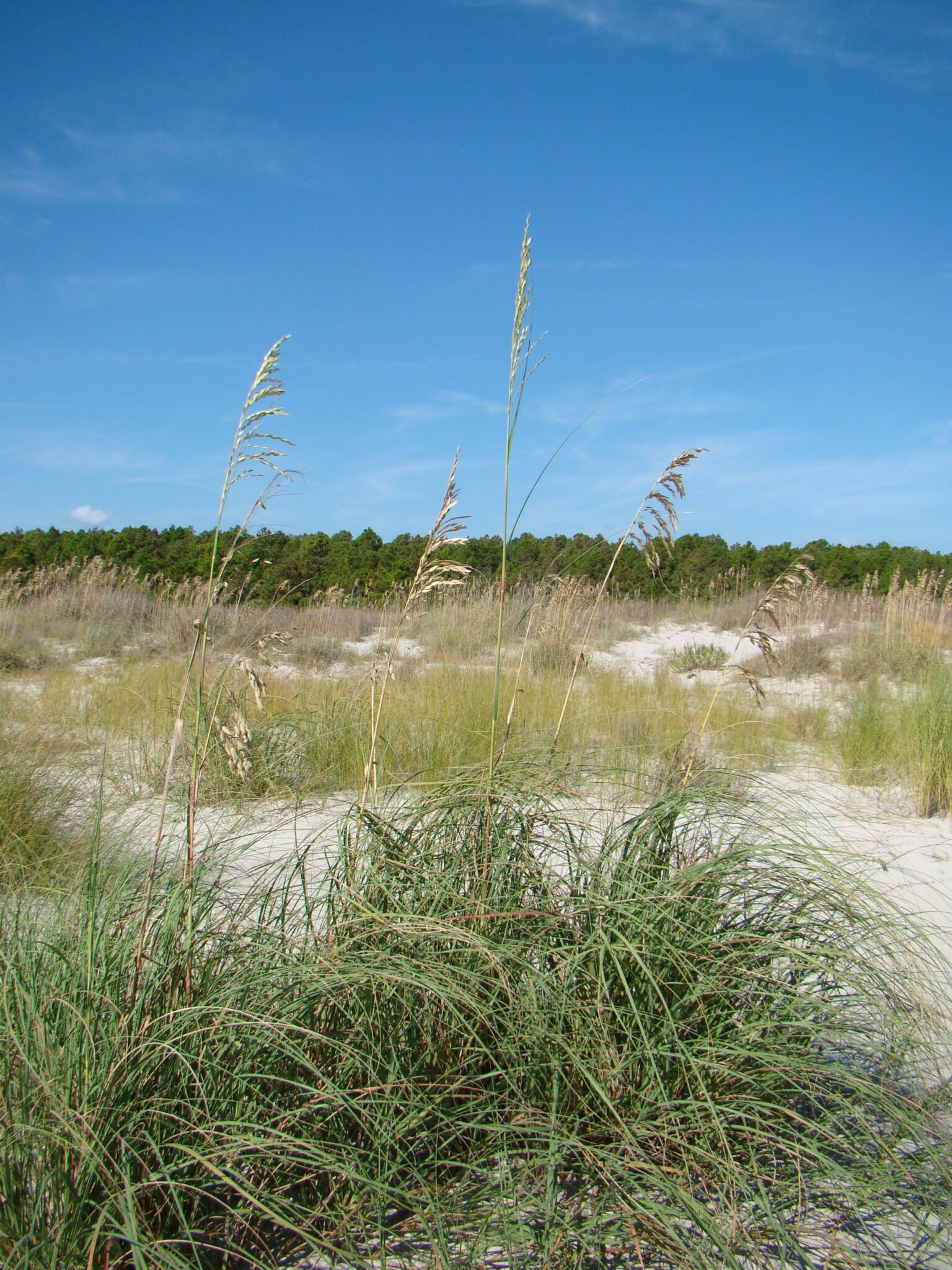 Uniola paniculata Sea Oats | Florabundance Gardens