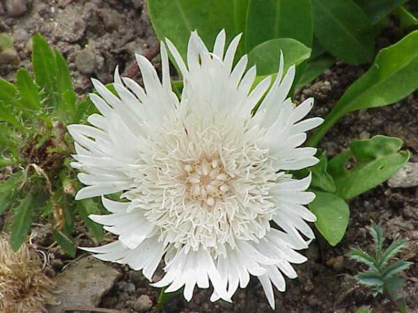 Stokesia laevis Stokes Aster | Florabundance Gardens