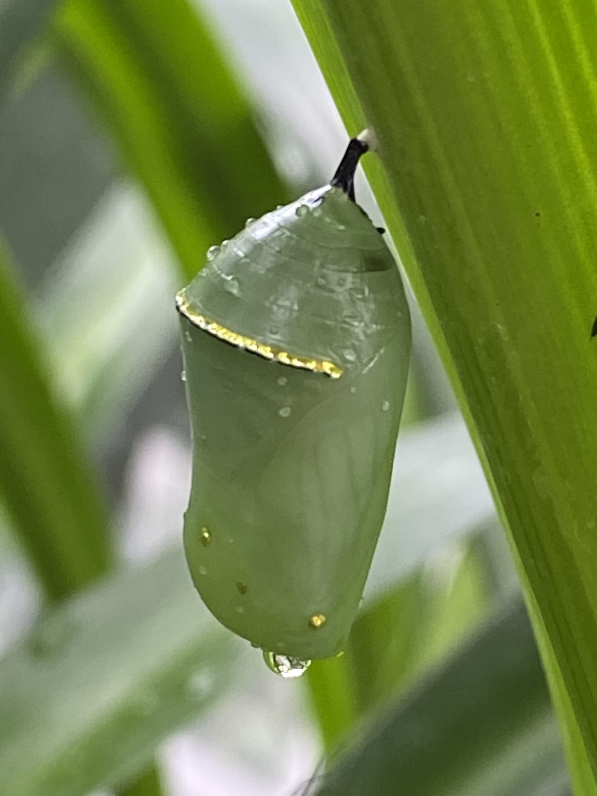 News and Events | Florabundance Gardens