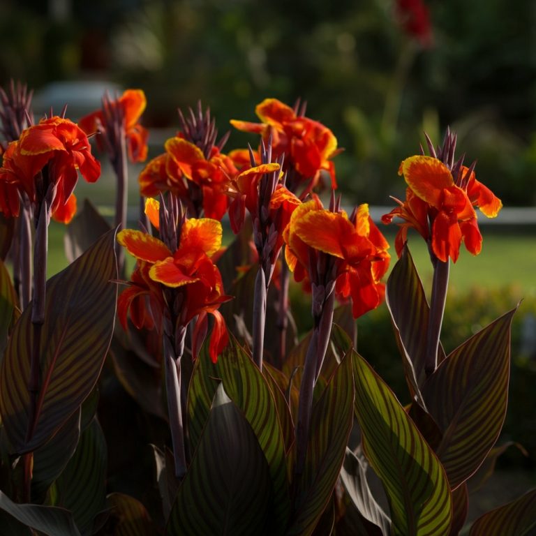 Black Knight Canna Lily Canna x generalis | Florabundance Gardens