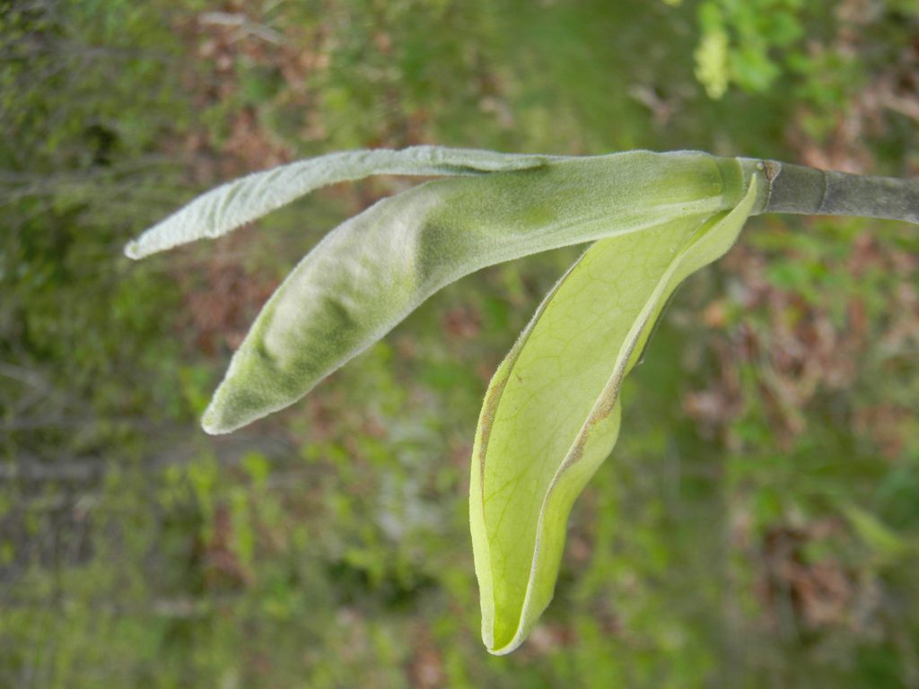 Magnolia macrophylla var. asheii Ashe Magnolia | Florabundance Gardens